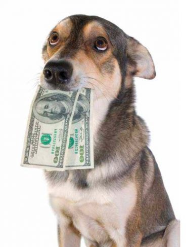 How Much To Charge For Dog Walking?