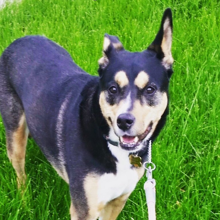 Get Your $25 Credit - Dogs Love Running!