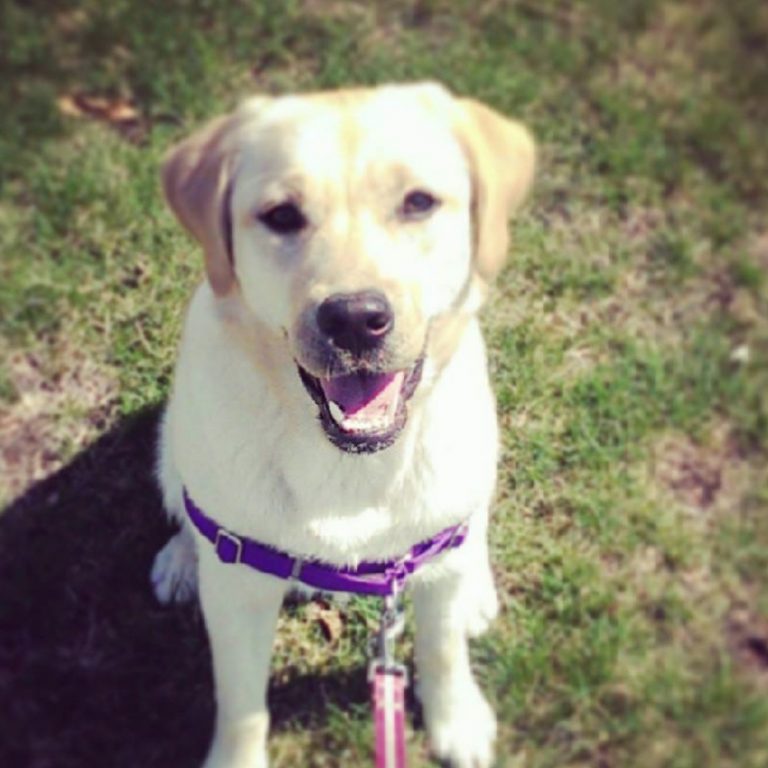 Get Your $25 Credit - Dogs Love Running!