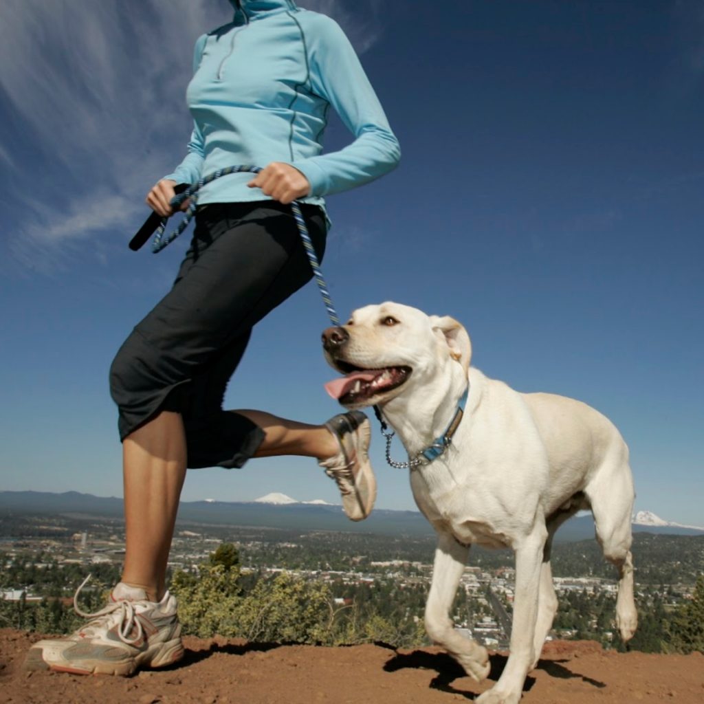 Naperville / Elmhurst Dog Walking & Running, Pet Sitting : Dogs Love ...